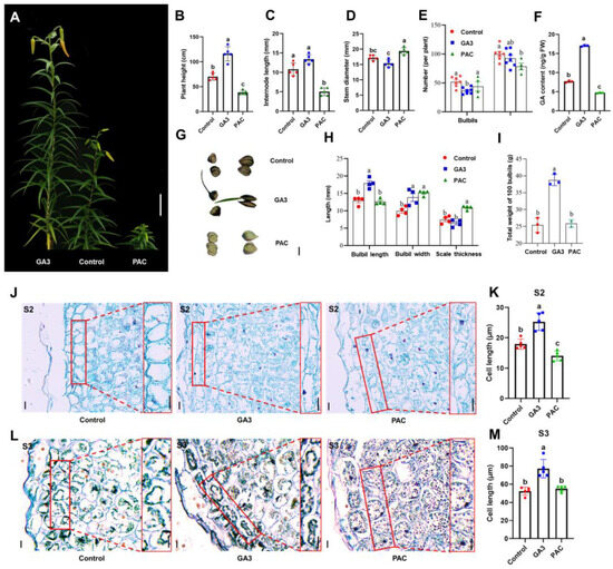 Histological, Transcriptomic, and Functional Analyses Reveal the Role ...