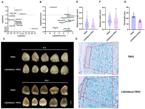 Histological, Transcriptomic, and Functional Analyses Reveal the Role ...