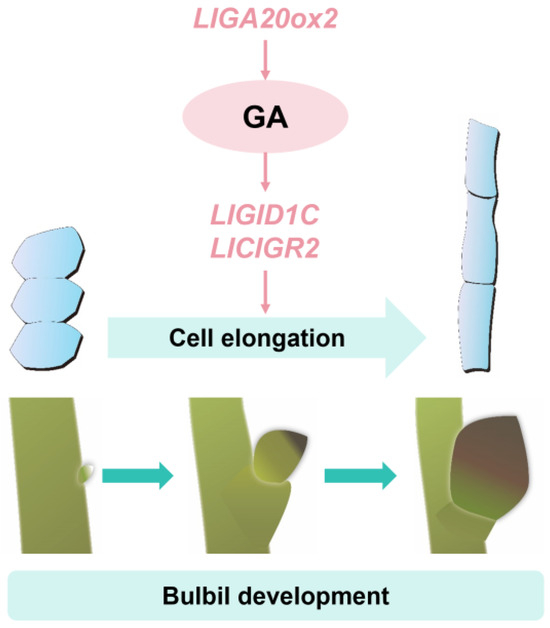 Histological, Transcriptomic, and Functional Analyses Reveal the Role ...