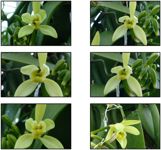 Vanilla planifolia: Artificial and Insect Pollination, Floral Guides ...