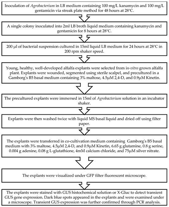 Improved Protocol for Efficient Agrobacterium-Mediated Transient Gene ...