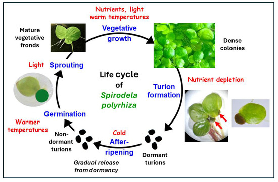 The Developmental Cycle of Spirodela polyrhiza Turions: A Model for ...