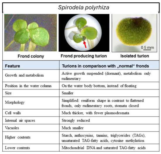 The Developmental Cycle of Spirodela polyrhiza Turions: A Model for ...