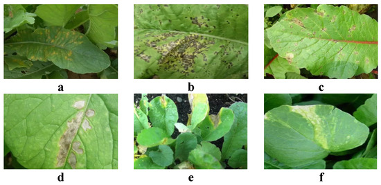 Implementing Real-Time Image Processing for Radish Disease Detection Using Hybrid Attention ...