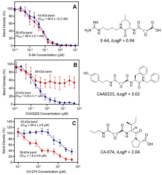 Cathepsin B- and L-like Protease Activities Are Induced During ...