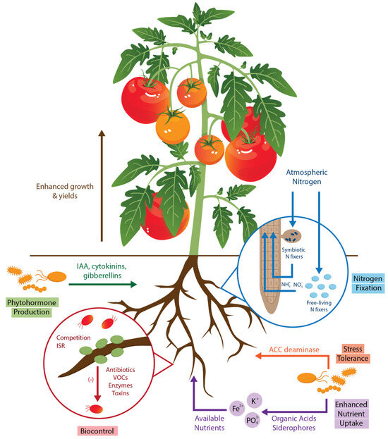 Friends and Foes: Bacteria of the Hydroponic Plant Microbiome