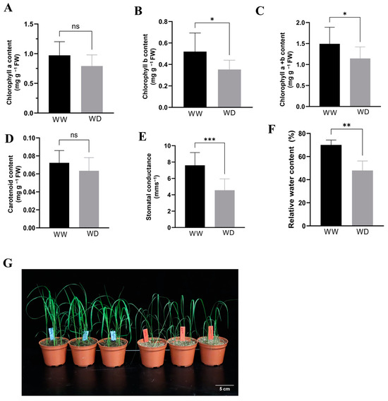 Transcriptomic Profile of Tef (Eragrostis tef) in Response to Drought