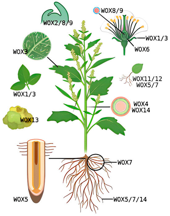 Plant Growth Regulators: An Overview of WOX Gene Family