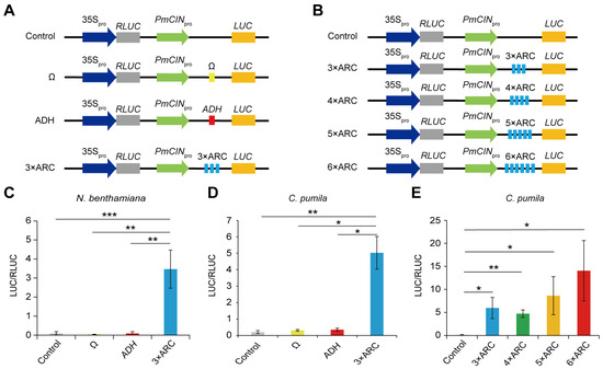 Application of an Efficient Enhancer in Gene Function Research