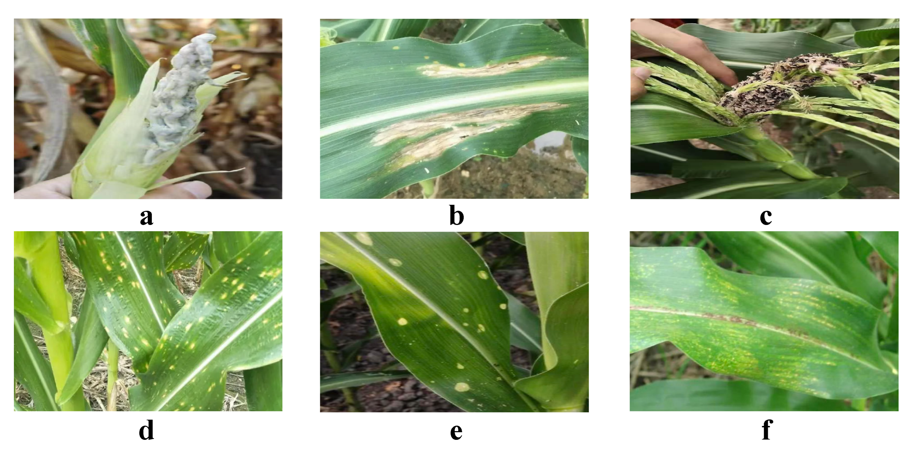 A Deep Learning Model for Accurate Maize Disease Detection Based on ...