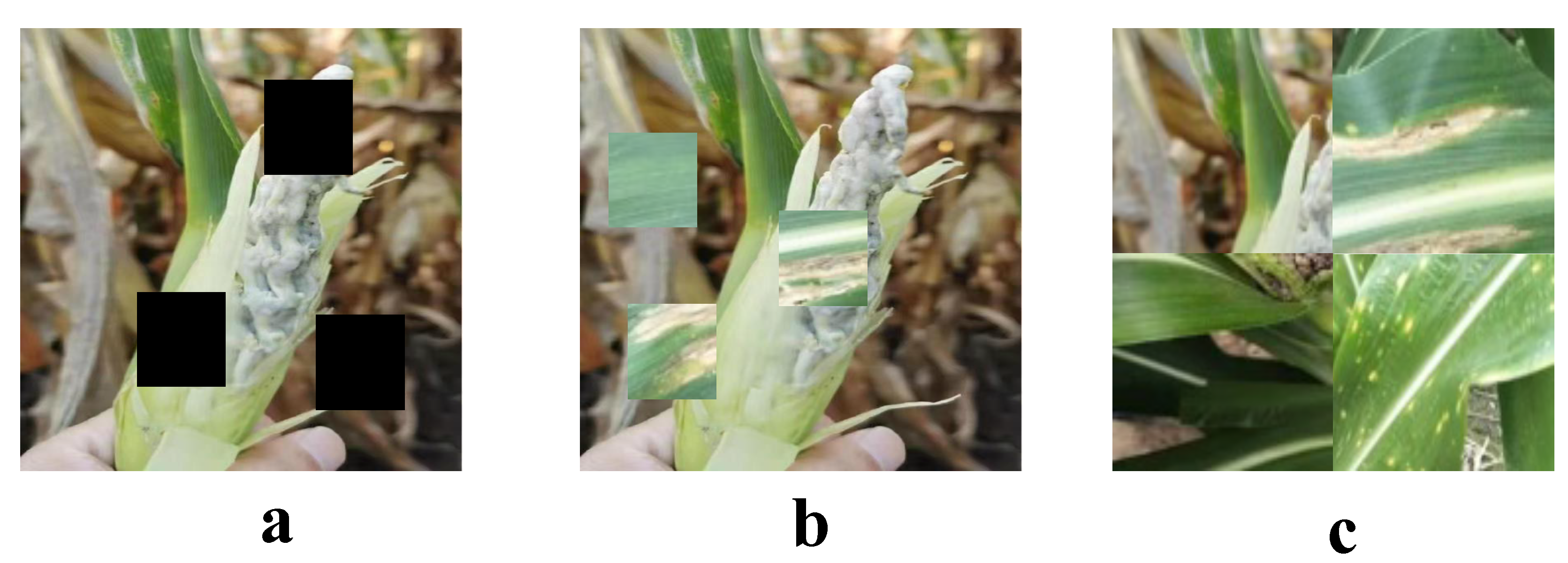 A Deep Learning Model for Accurate Maize Disease Detection Based on ...