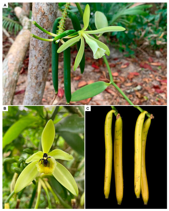 A Historical Review of the Artificial Pollination of Vanilla planifolia ...