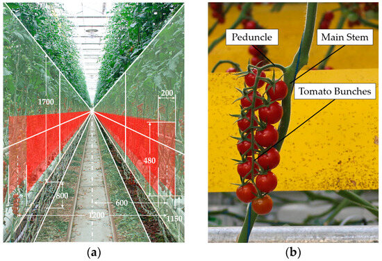Structural Parameter Optimization of a Tomato Robotic Harvesting Arm ...