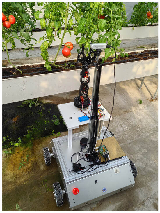 Ripe Tomato Detection Algorithm Based on Improved YOLOv9