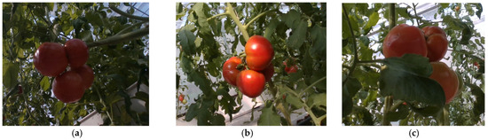 Ripe Tomato Detection Algorithm Based on Improved YOLOv9