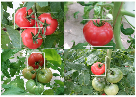 Ripe Tomato Detection Algorithm Based on Improved YOLOv9