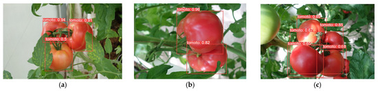 Ripe Tomato Detection Algorithm Based on Improved YOLOv9