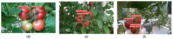 Ripe Tomato Detection Algorithm Based on Improved YOLOv9