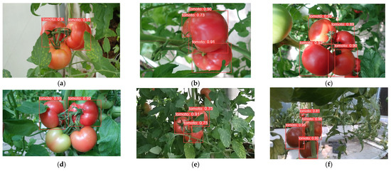 Ripe Tomato Detection Algorithm Based on Improved YOLOv9