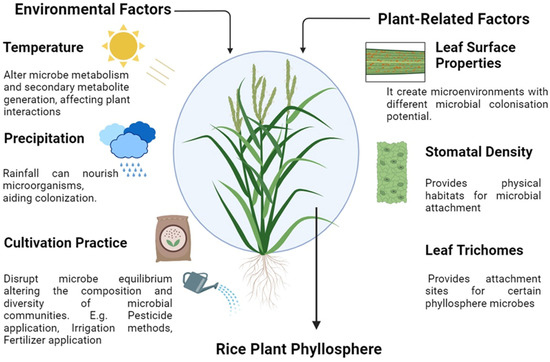 Roles of Phyllosphere Microbes in Rice Health and Productivity