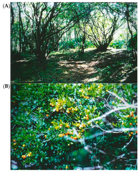 Phytotoxic Activity of Myrciaria cuspidata O. Berg, a Dominant ...
