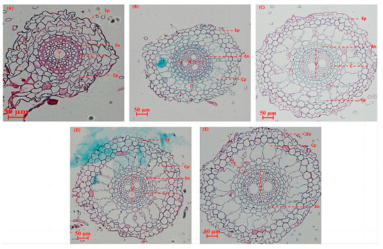 Effects of Artificially Modified Microbial Communities on the Root ...