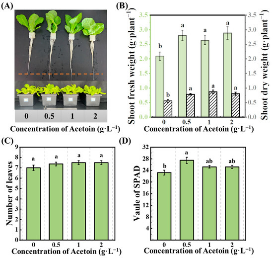 Acetoin Promotes Plant Growth and Alleviates Saline Stress by ...