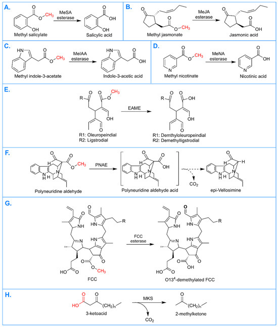Function and Evolution of the Plant MES Family of Methylesterases