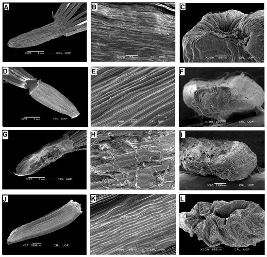 Cypsela and Pappus Morphology and Their Significance for the Taxonomic ...
