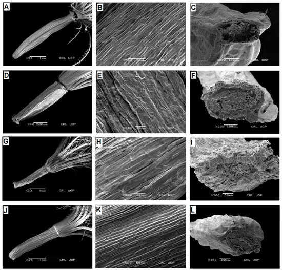 Cypsela and Pappus Morphology and Their Significance for the Taxonomic ...