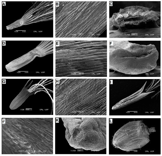 Cypsela and Pappus Morphology and Their Significance for the Taxonomic ...