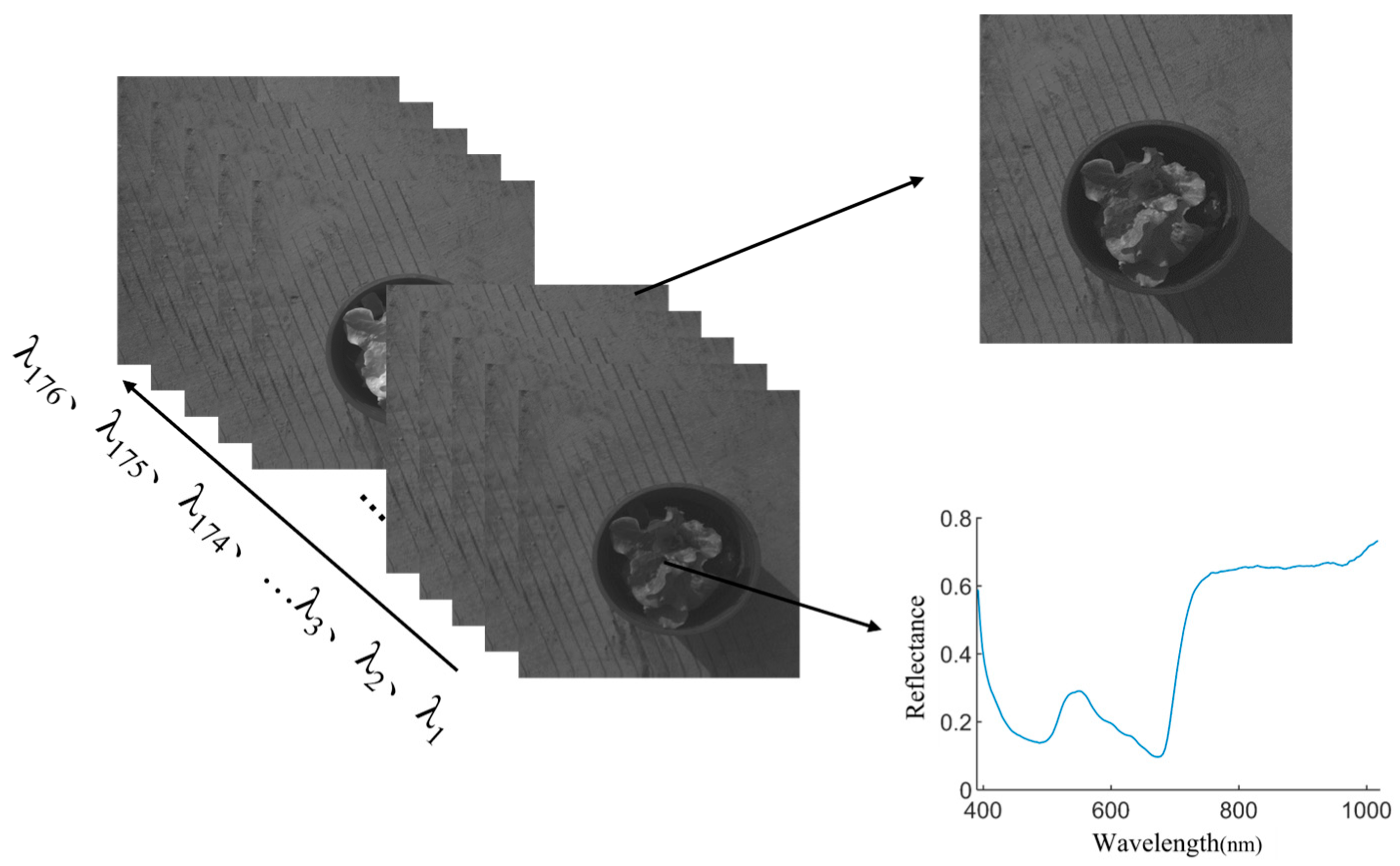Research on Lettuce Canopy Image Processing Method Based on ...