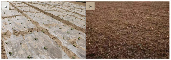 Exploring the Influence of Planting Densities and Mulching Types on ...