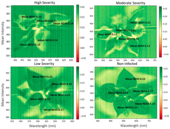 Exploring Imaging Techniques for Detecting Tomato Spotted Wilt Virus ...