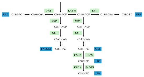 Identification and Analysis of KAS II, FAT, SAD, and FAD Gene Families ...