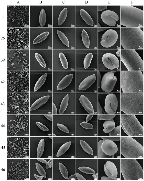 Pollen Morphological Characteristics of 46 Germplasm Resources of ...