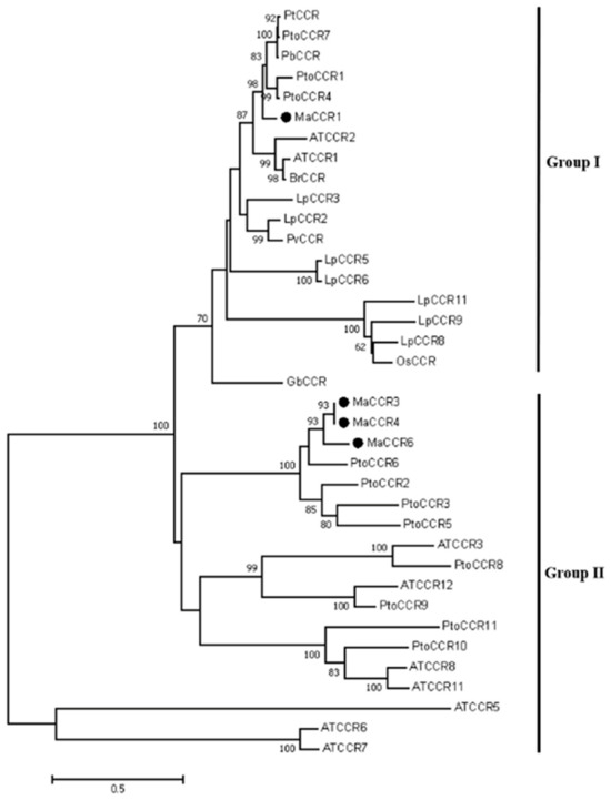 Simultaneous Down-Regulation of Dominant Cinnamoyl CoA Reductase and ...