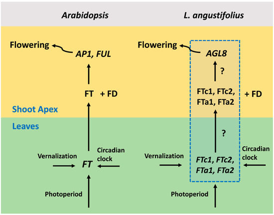 Modeling Floral Induction in the Narrow-Leafed Lupin Lupinus ...