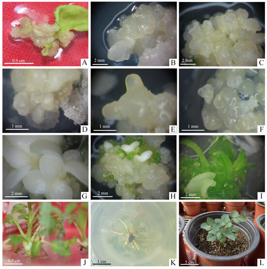 Somatic Embryogenesis from the Leaf-Derived Calli of In Vitro Shoot ...
