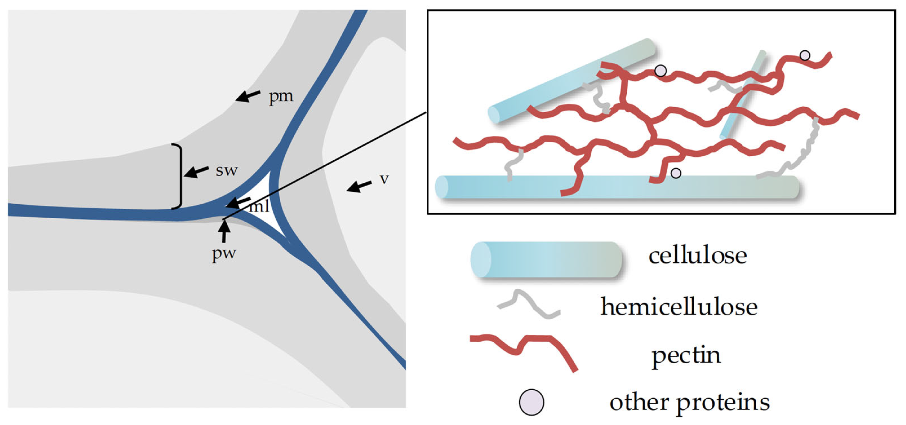 Heterogeneity in Mechanical Properties of Plant Cell Walls