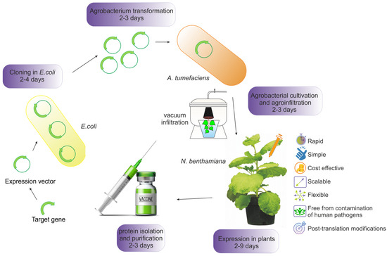 Virus-like Particles Produced in Plants: A Promising Platform for ...