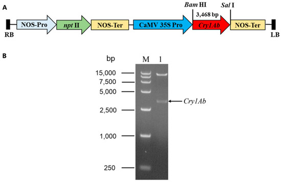 Genetic Transformation of Torenia fournieri L. with the Bacillus ...