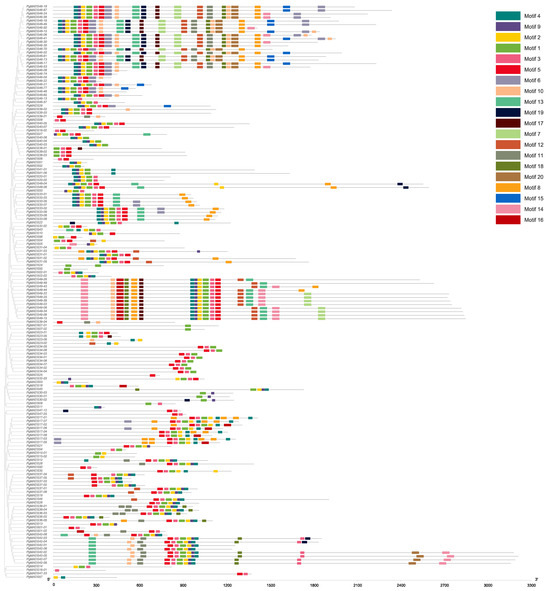 Evolution, Structural and Functional Characteristics of the MADS-box ...