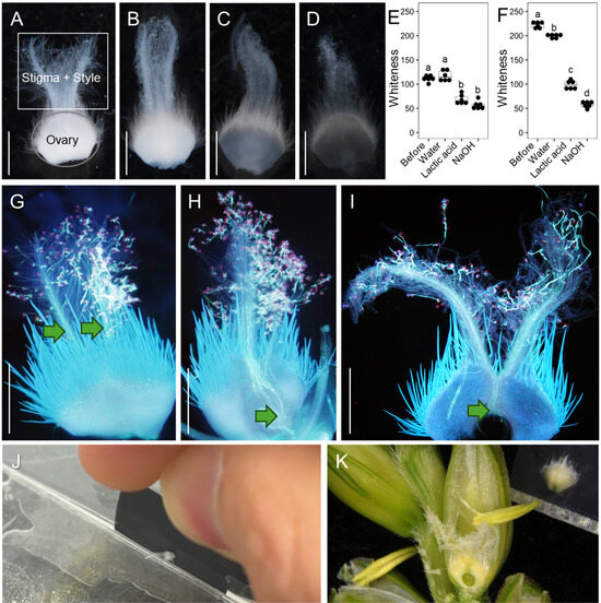 Optimizing Visualization of Pollen Tubes in Wheat Pistils