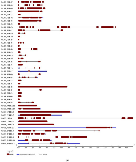 Salicylic Acid-Induced Expression Profiles of LRR and LRR-RLK Candidate Genes Modulate Mungbean ...