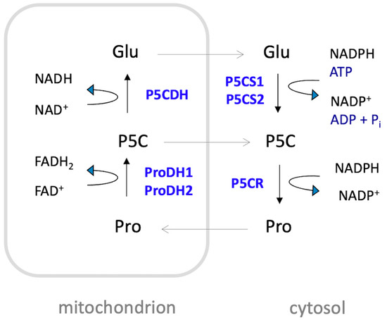 Proline and ROS: A Unified Mechanism in Plant Development and Stress ...