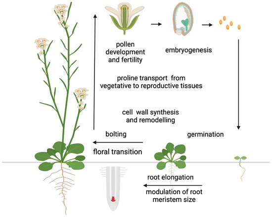 Proline and ROS: A Unified Mechanism in Plant Development and Stress ...