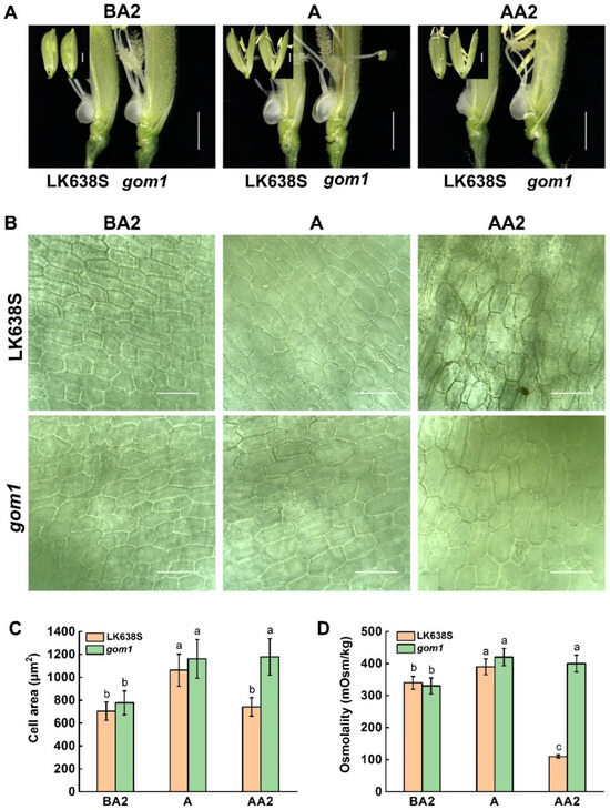 Receptor-like Kinase GOM1 Regulates Glume-Opening in Rice