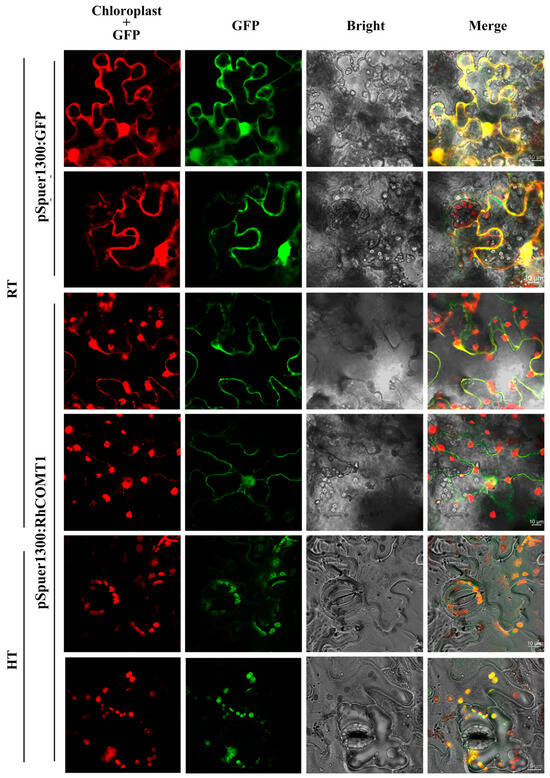 Exogenous Melatonin Boosts Heat Tolerance in Rosa hybrida via RhCOMT1 ...