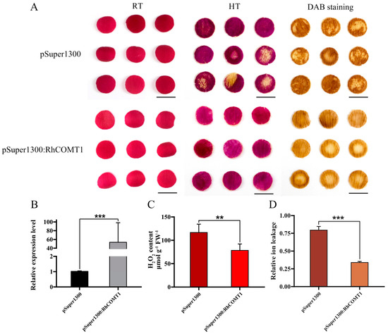 Exogenous Melatonin Boosts Heat Tolerance in Rosa hybrida via RhCOMT1 ...